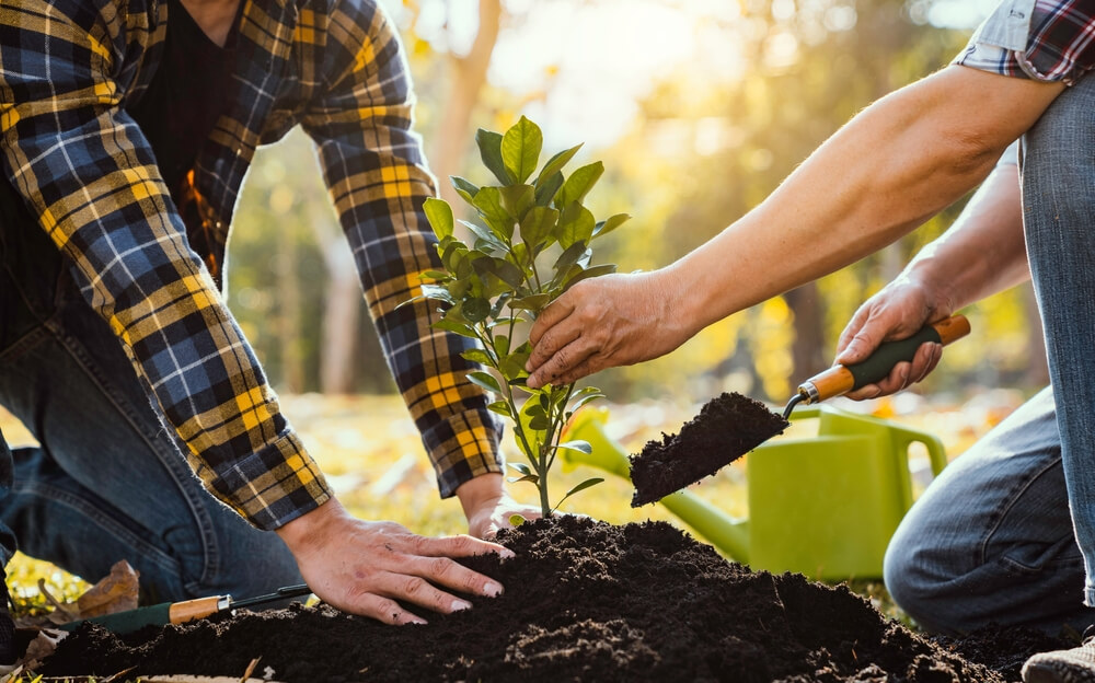 Top 10 Outdoor Garden Ideas for Small Spaces | Green Era Agri World