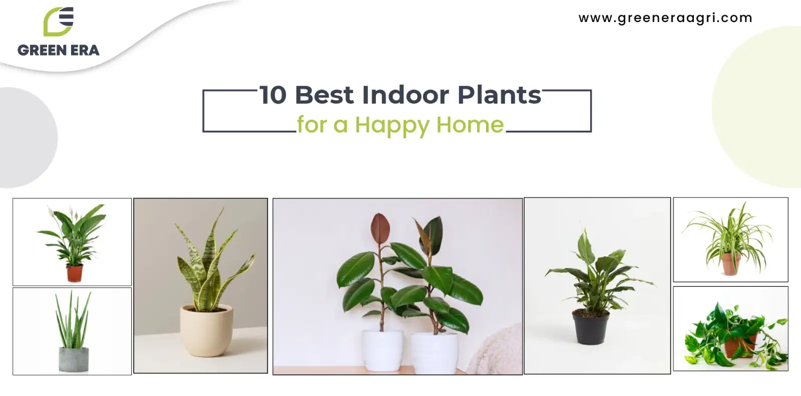 Best Indoor Plants For Home The 13 Best Indoor Plants For Gorgeous